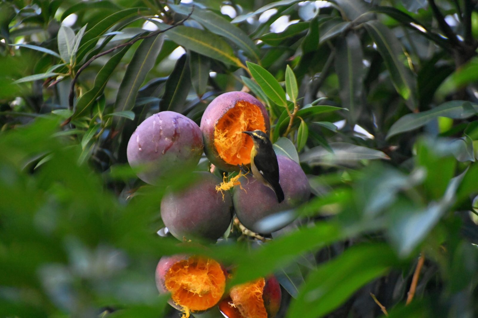 Žižole - The Ancient Superfruit You Need to Know About